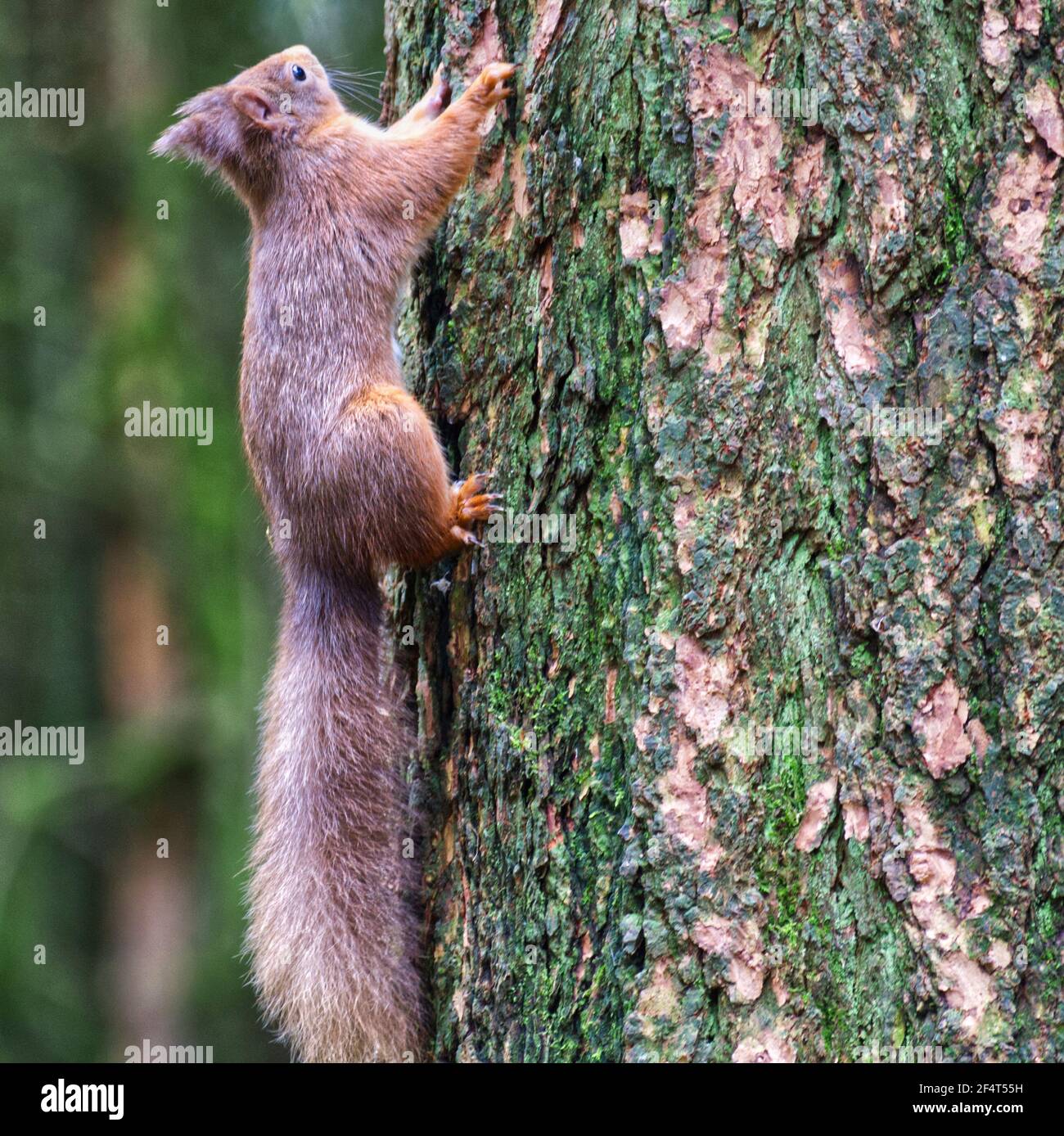 Red squirrel with sunflowers hi-res stock photography and images - Alamy