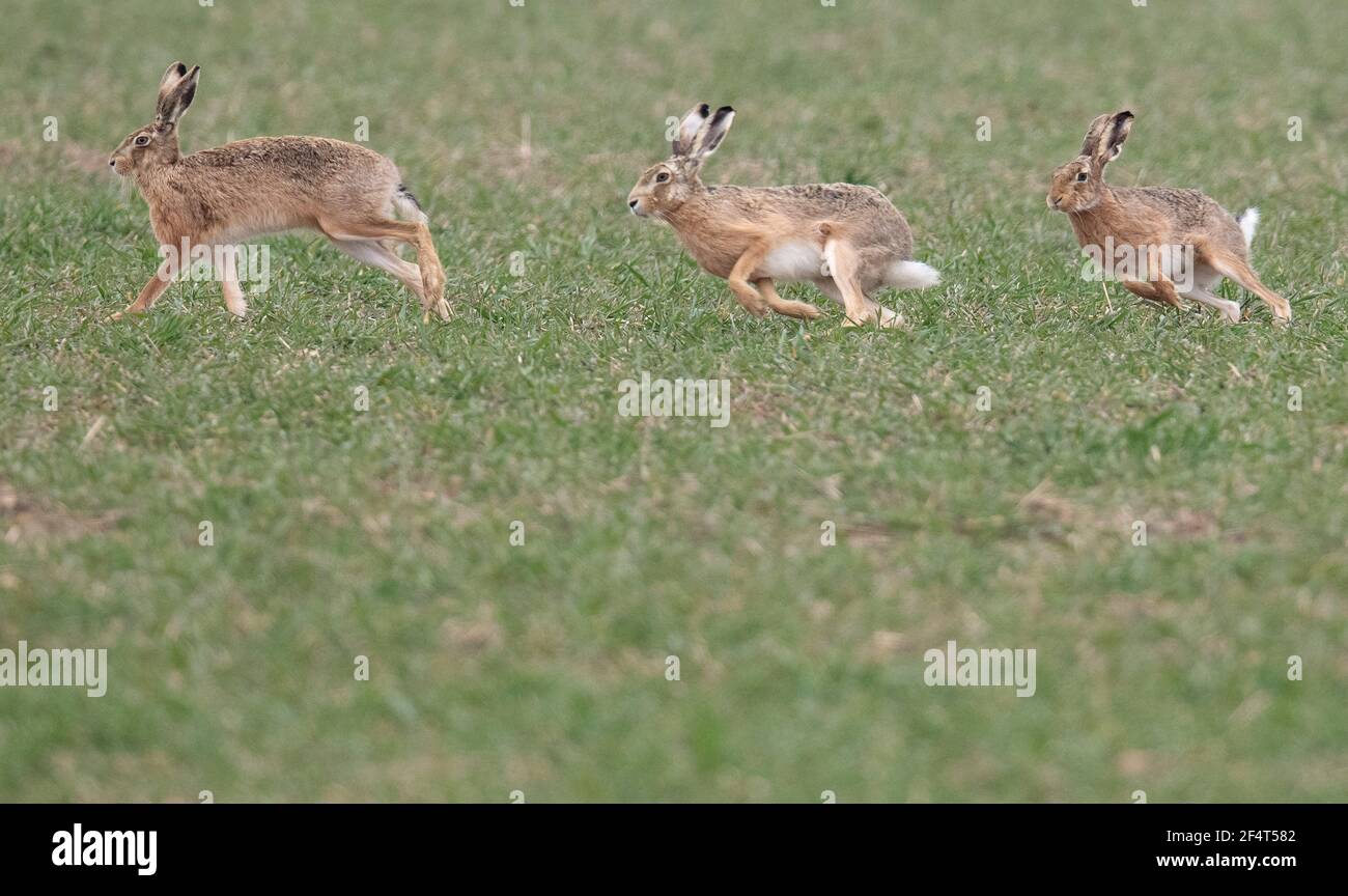 Nieder Erlenbach, Germany. 23rd Mar, 2021. Three brown hares run across ...