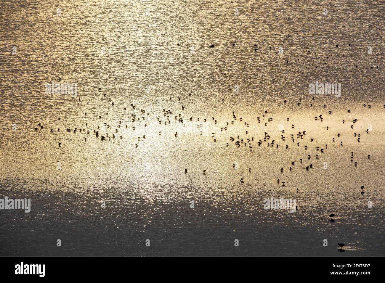Waders feeding on the Duddon Estuary at sunset, Cumbria, UK Stock Photo ...