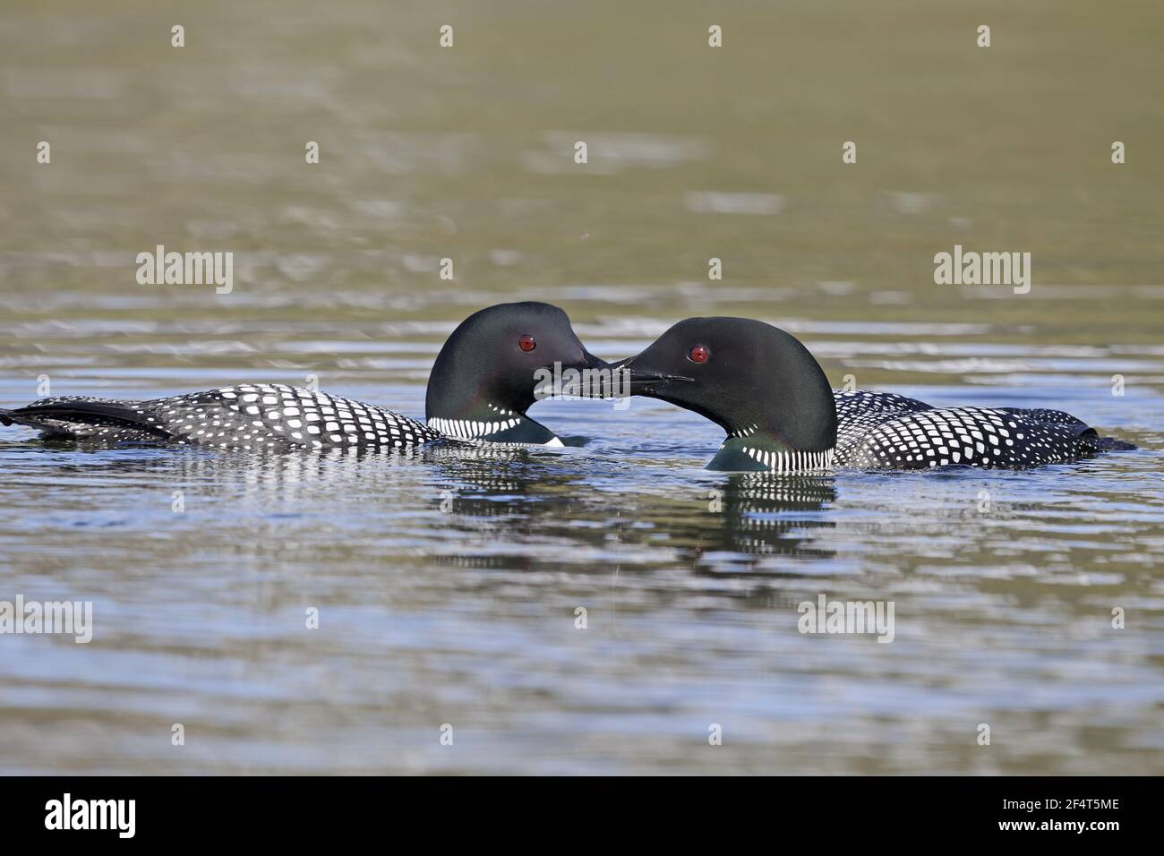 Common loon pair hi-res stock photography and images - Alamy