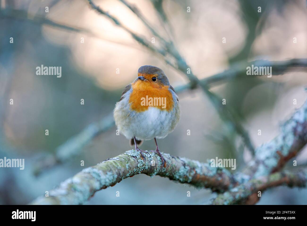 A Robin fluffed up against the cold, Ambleside, UK Stock Photo - Alamy