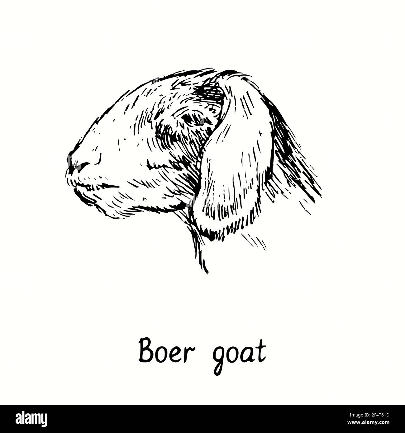 Boer Goat Outline
