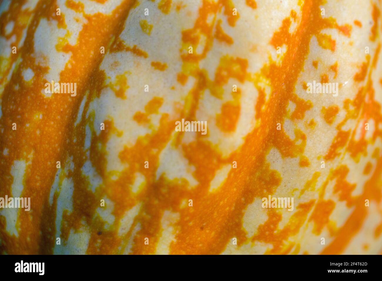 Close up on the skin of a pumpkin Stock Photo - Alamy