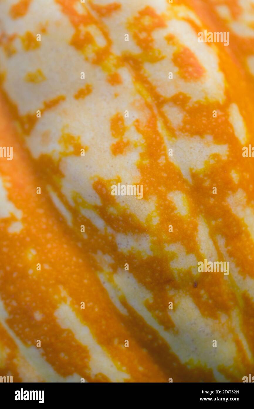 Mottled pumpkin hi-res stock photography and images - Alamy