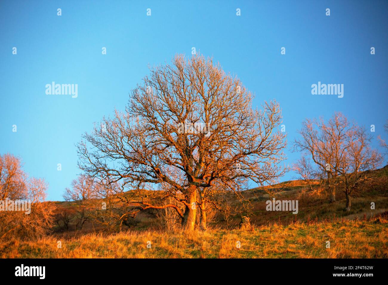 Sunset glow on Ash trees on Wansfell, Ambleside, Lake District, UK ...