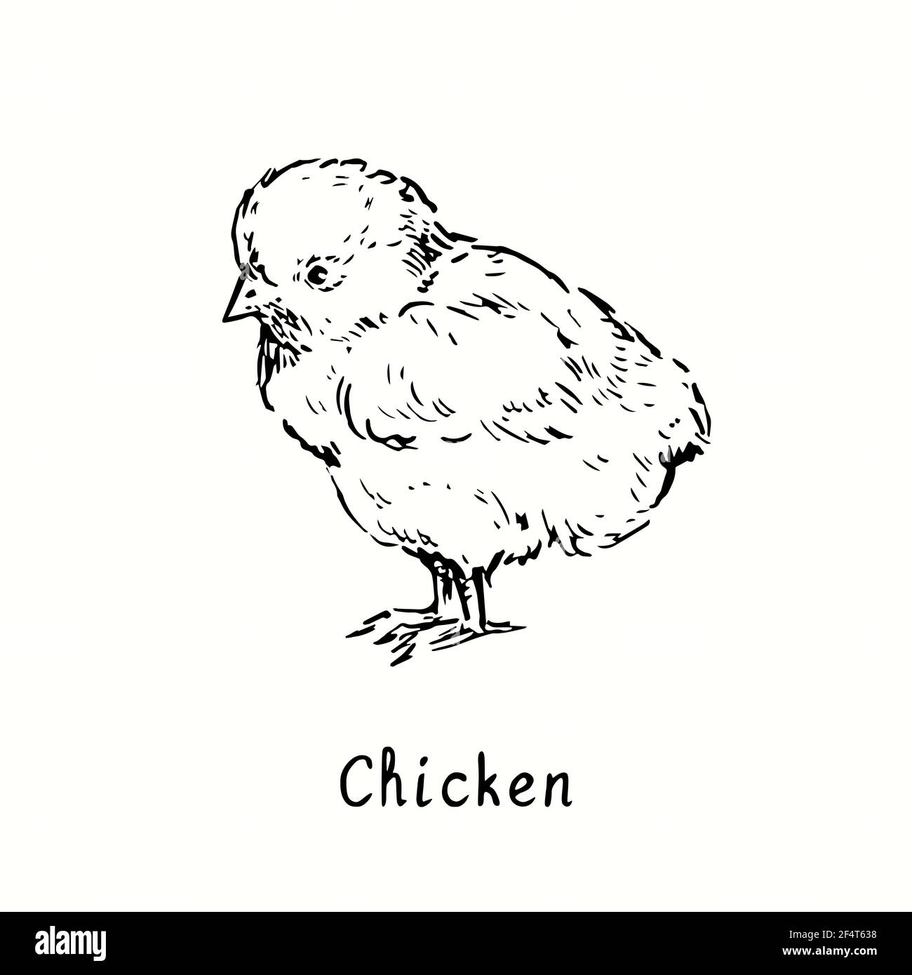 Chicken side view. Ink black and white doodle drawing in woodcut ...