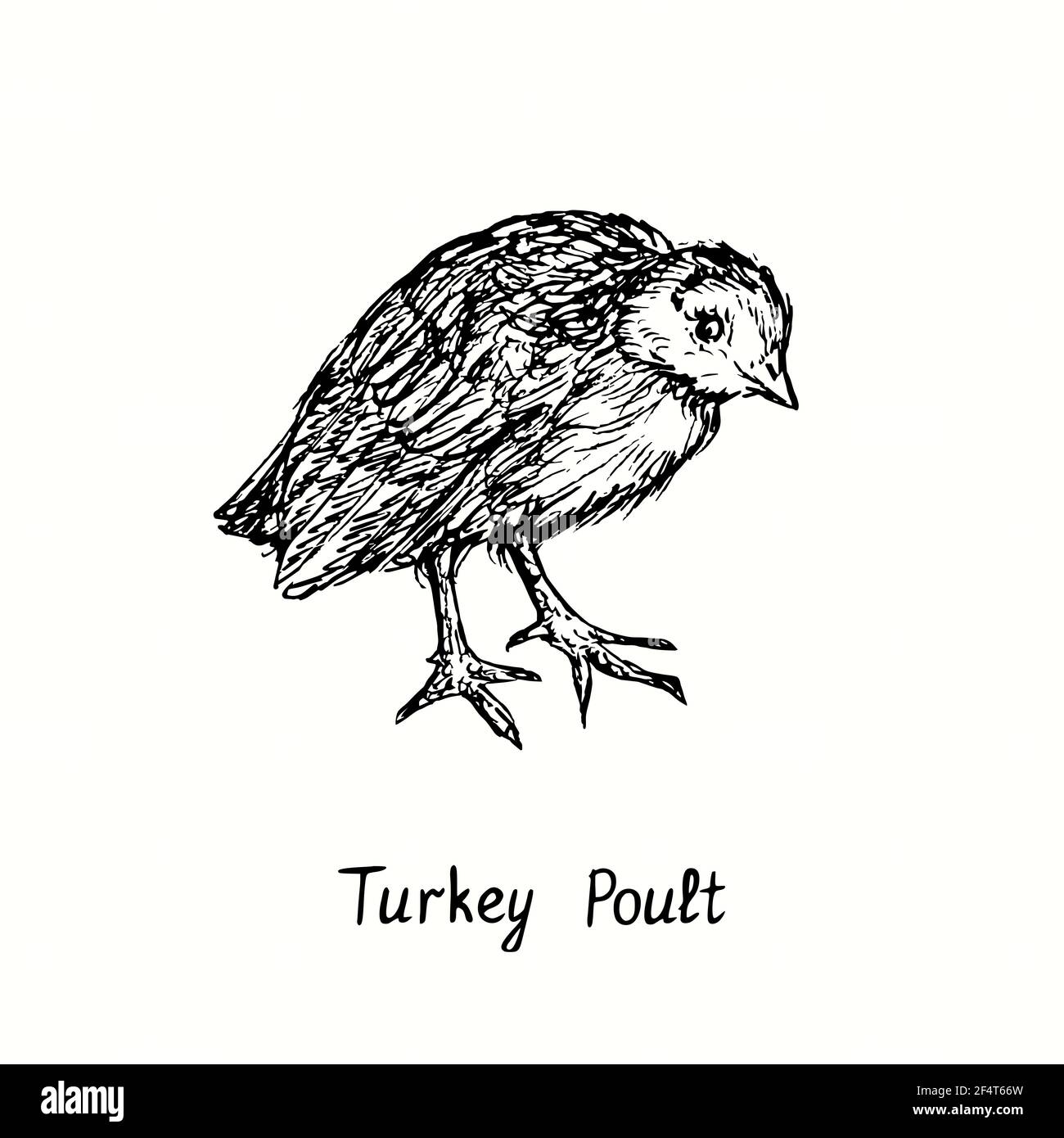 Turkey poult side view. Ink black and white doodle drawing in woodcut ...