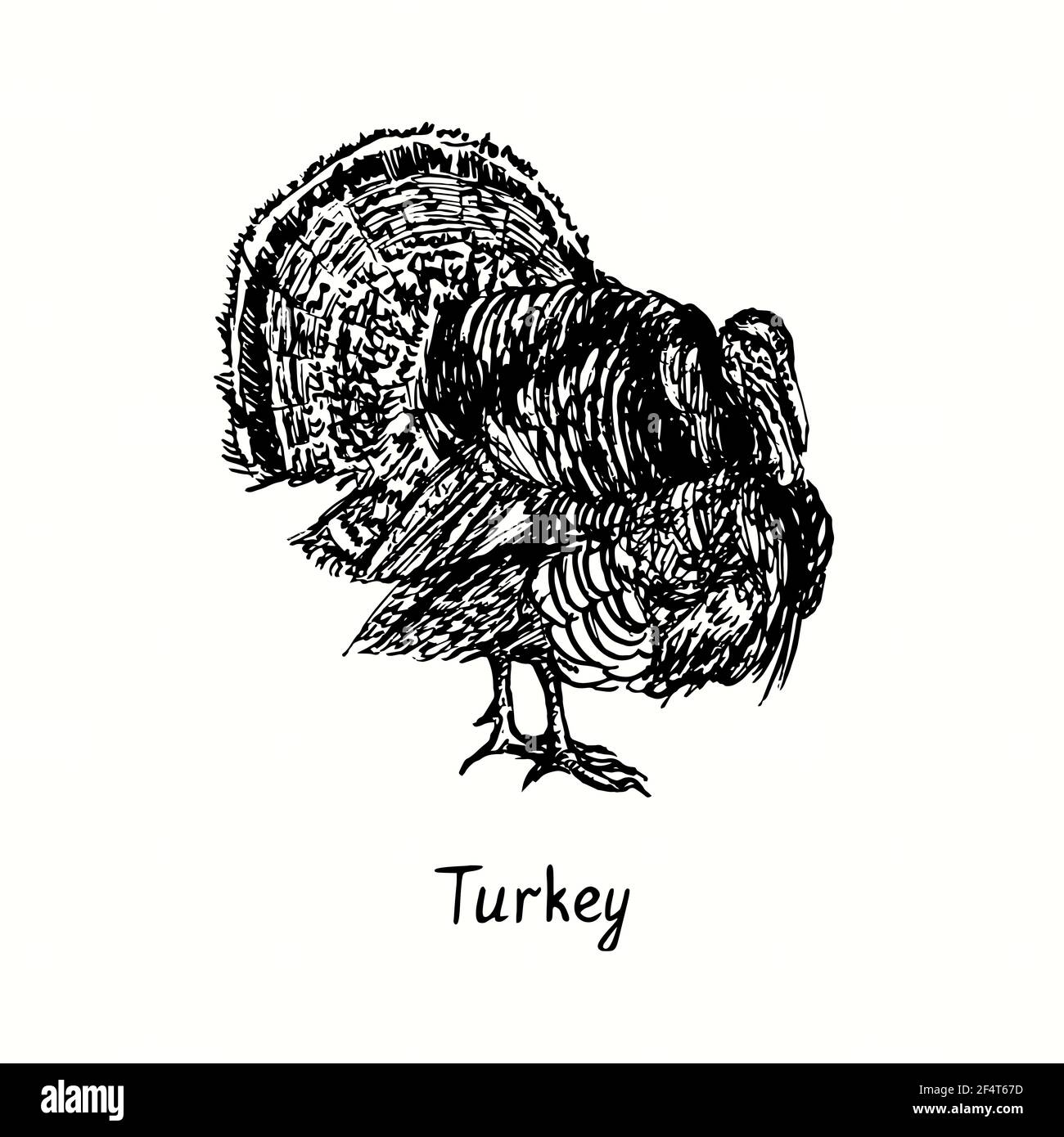 Turkey male side view. Ink black and white doodle drawing in woodcut ...