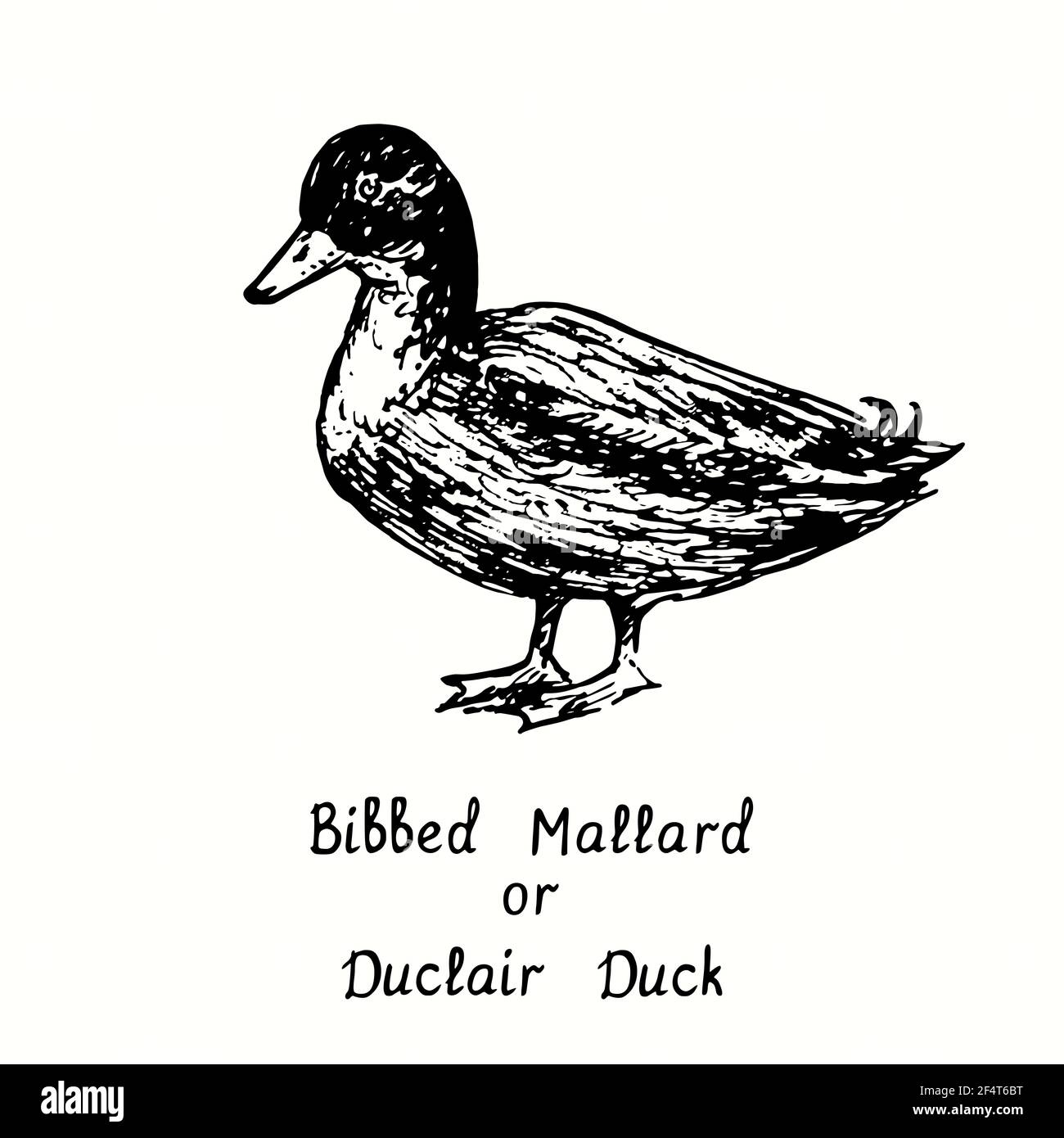 Duck outline Cut Out Stock Images & Pictures - Alamy