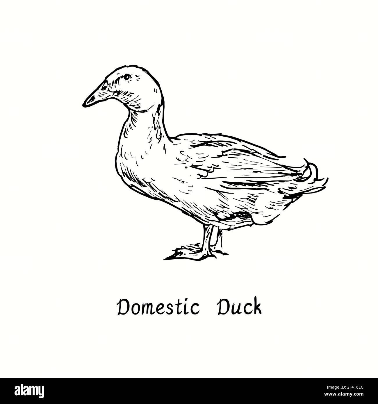Duck outline Cut Out Stock Images & Pictures - Alamy