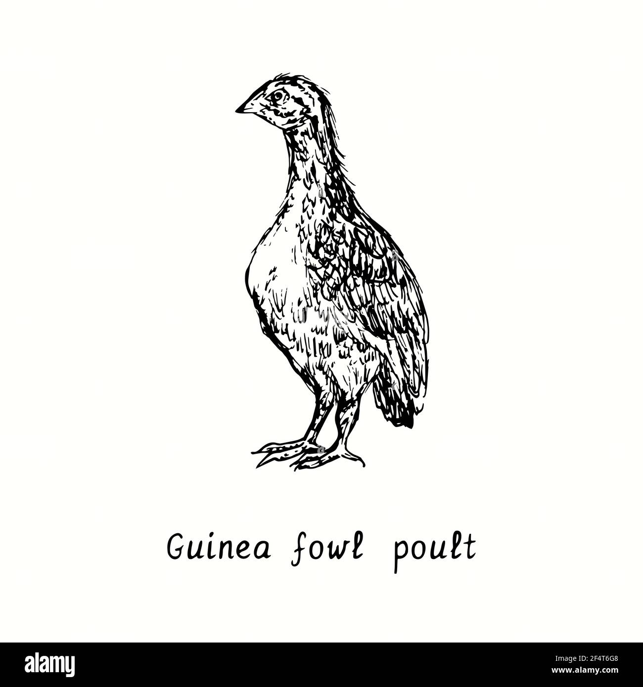 Guinea fowl poult. Ink black and white doodle drawing in woodcut ...