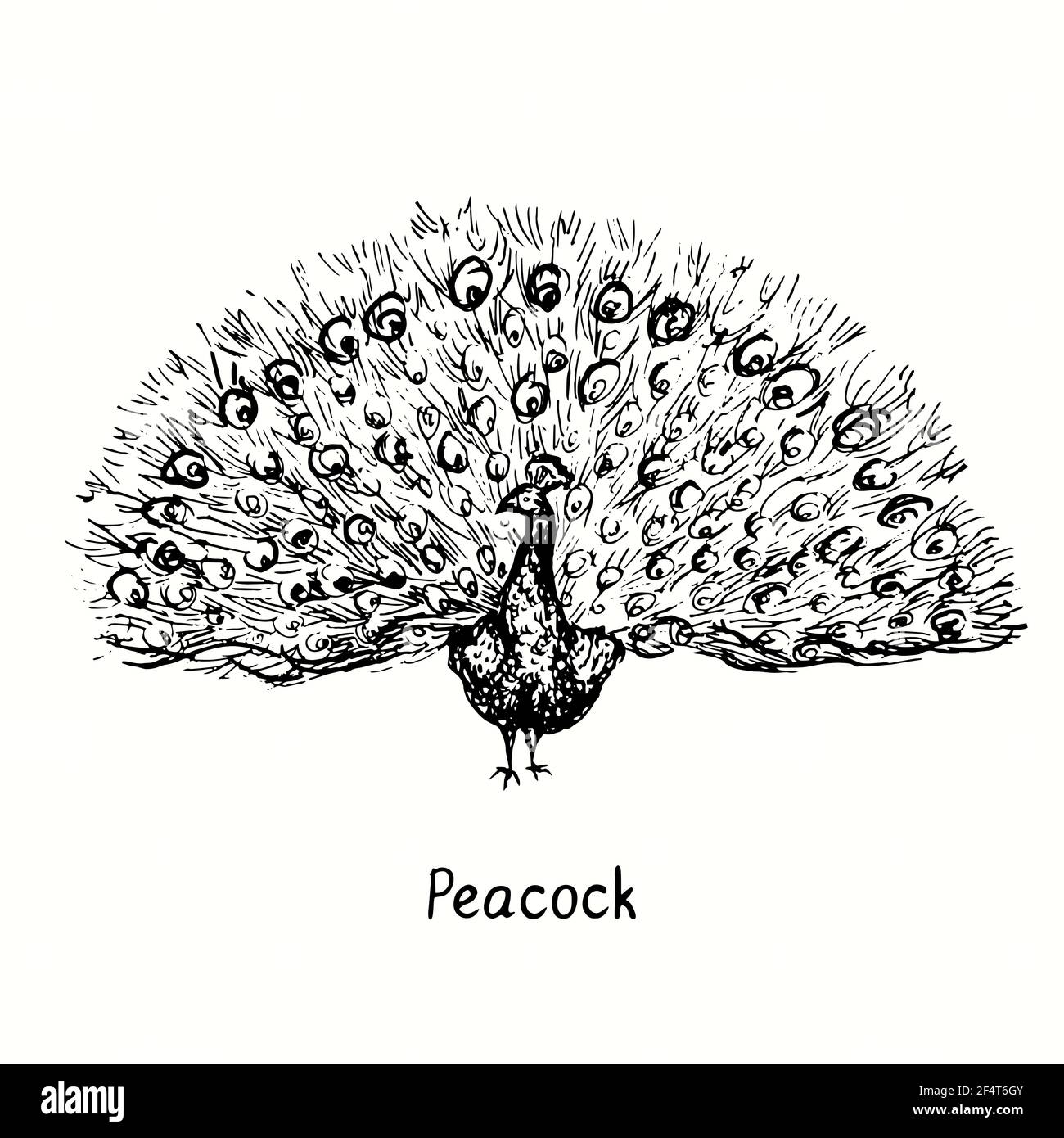 Peacock Black And White Drawing