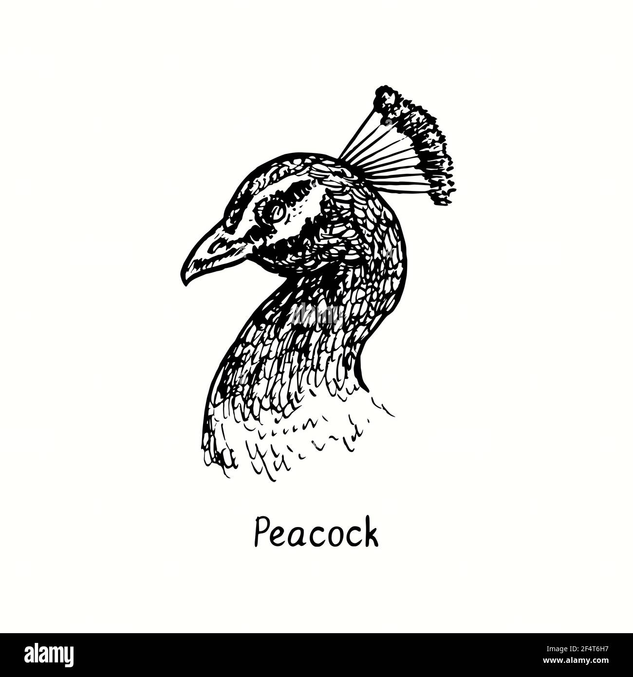 Peacock head side view. Ink black and white doodle drawing in woodcut ...