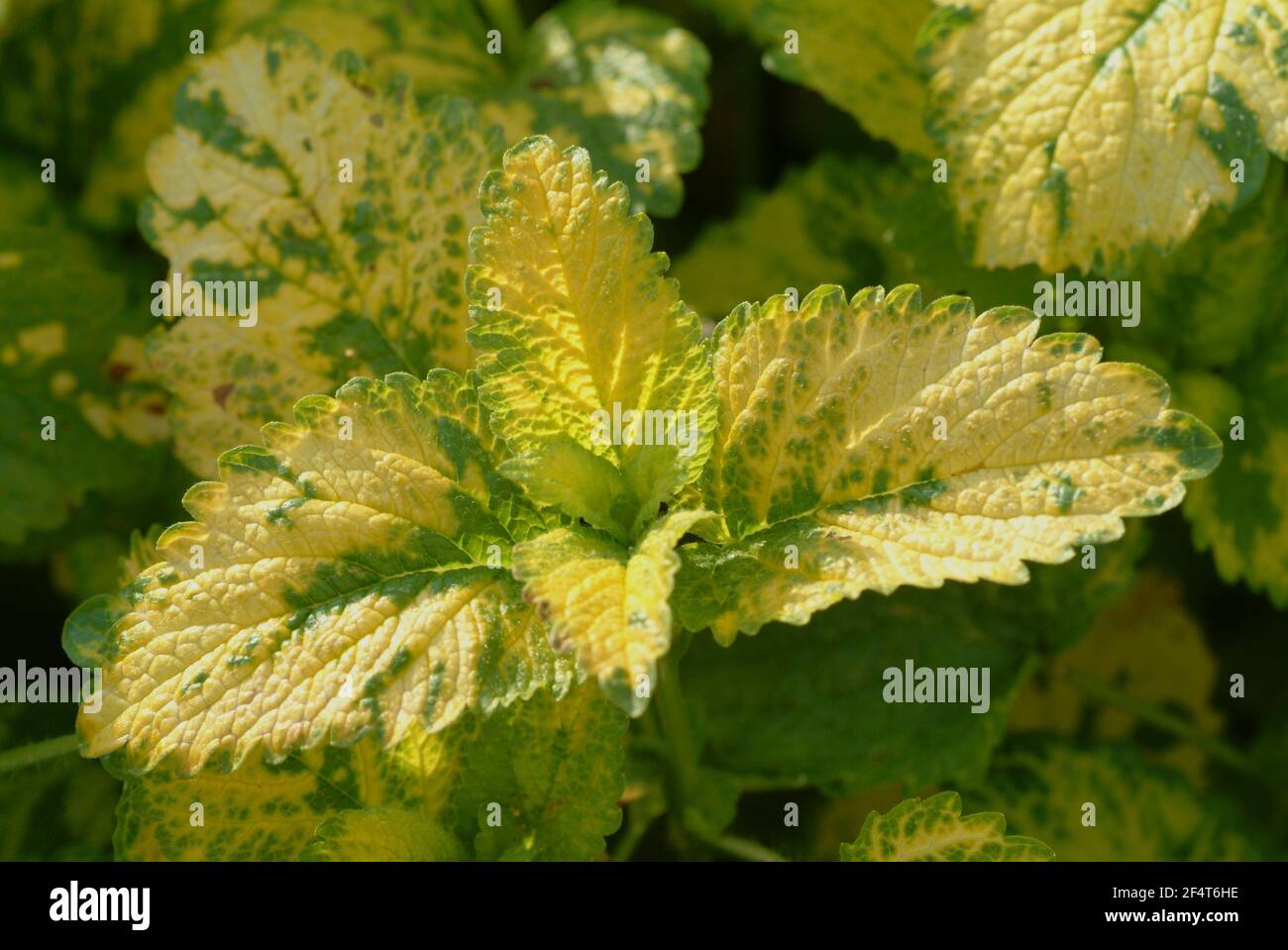 Lemon balm, Melissa officinalis, Labiates family, the foliage leaves ...