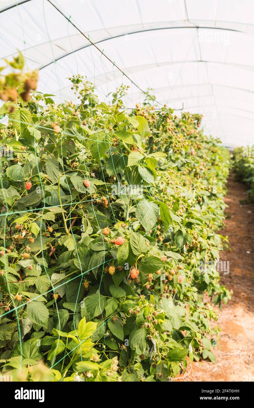 Fruit greenhouses ready for planting and harvesting. raspberries and ...