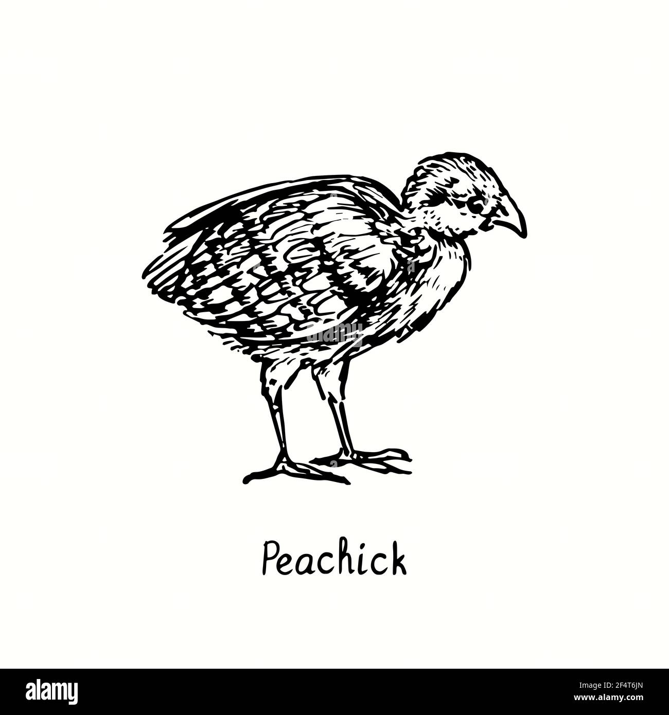 Peachick side view. Ink black and white doodle drawing in woodcut ...