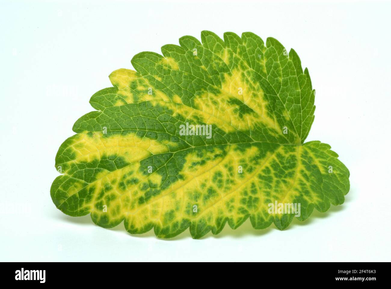 Melissa folium hi-res stock photography and images - Alamy