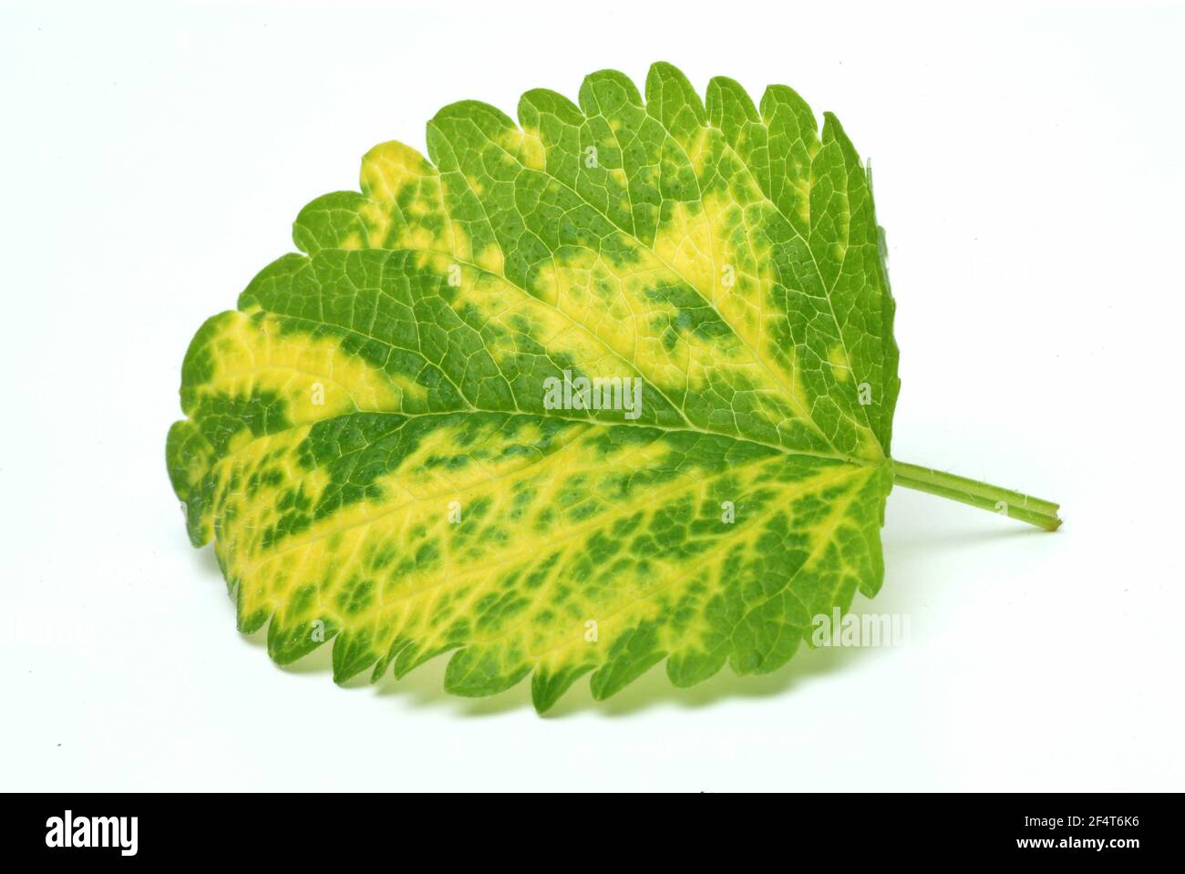 Lemon balm, Melissa officinalis, Labiates family, the foliage leaves ...
