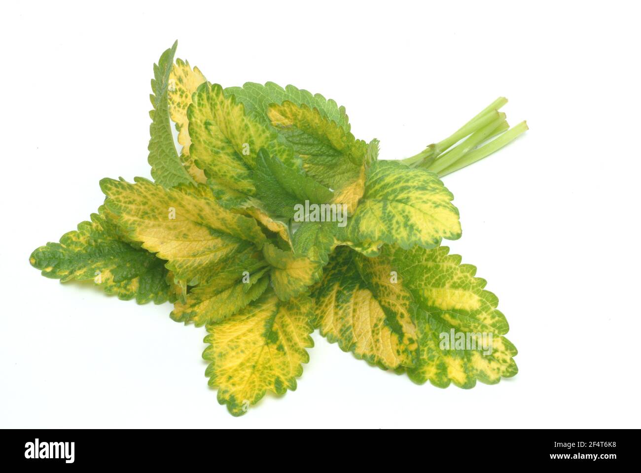 Lemon balm, Melissa officinalis, Labiates family, the foliage leaves ...