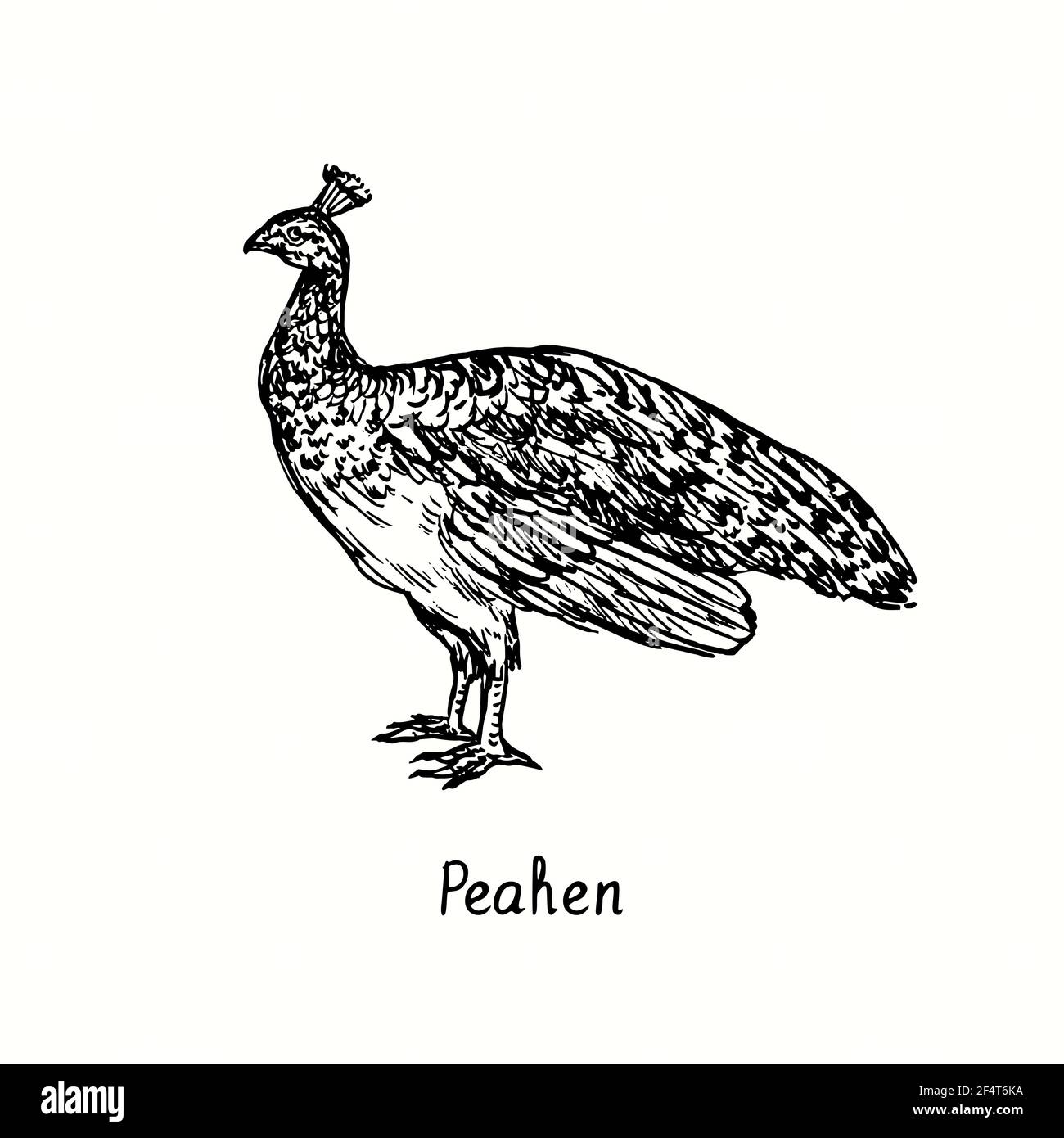 Peahen peacock chick hi-res stock photography and images - Alamy