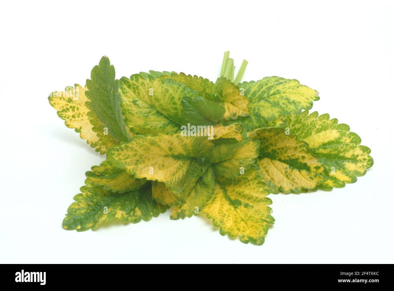 Lemon balm, Melissa officinalis, Labiates family, the foliage leaves ...
