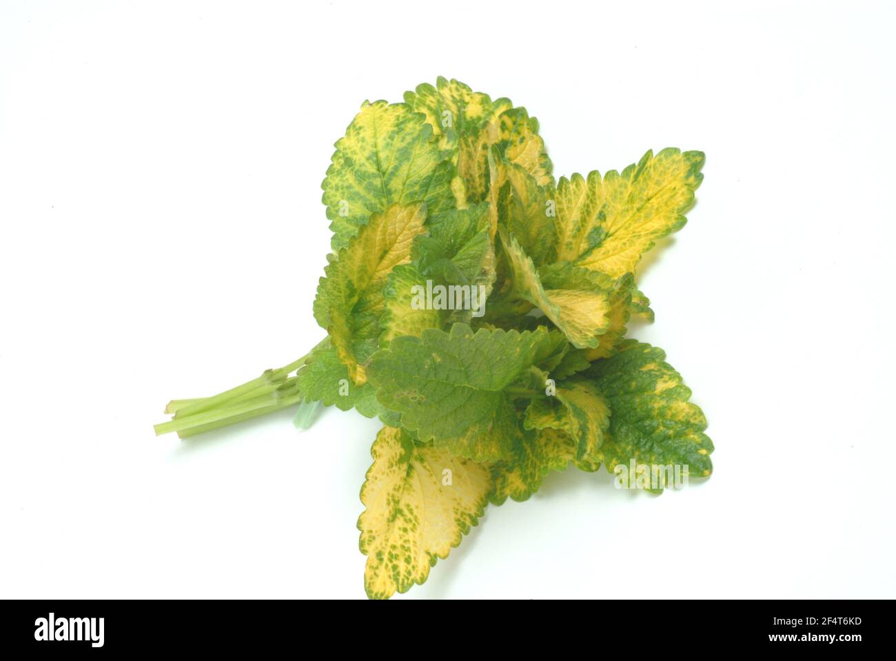 Lemon balm, Melissa officinalis, Labiates family, the foliage leaves ...