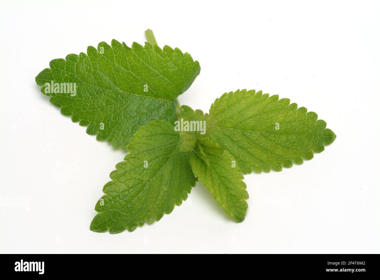 Lemon balm, Melissa officinalis, Labiates family, the foliage leaves ...