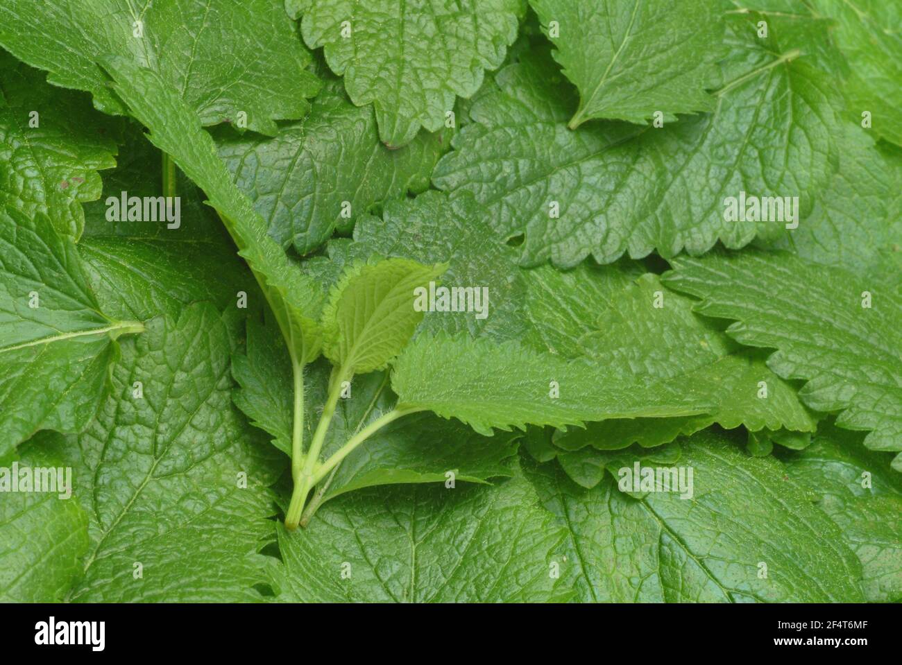 Lemon balm, Melissa officinalis, Labiates family, the foliage leaves ...