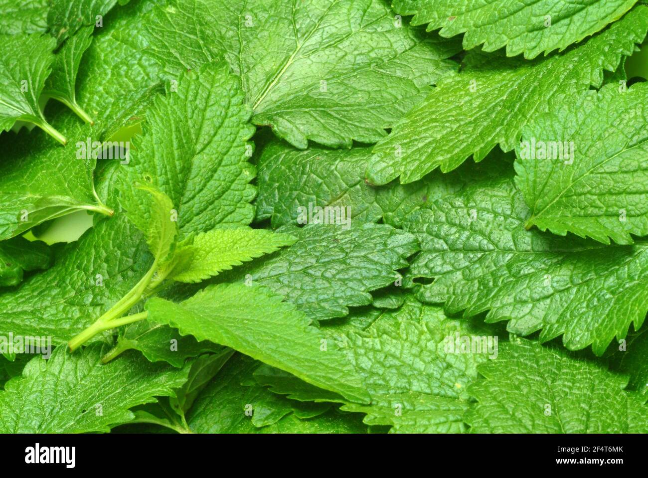 Lemon balm, Melissa officinalis, Labiates family, the foliage leaves ...