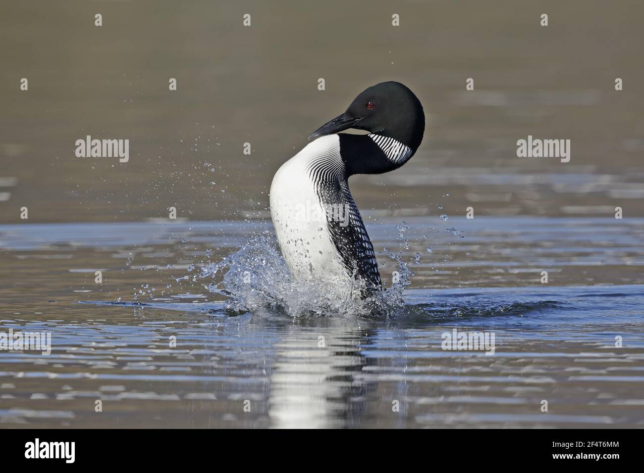 Great Northern Diver - display Gavia immer Iceland BI025896 Stock Photo ...