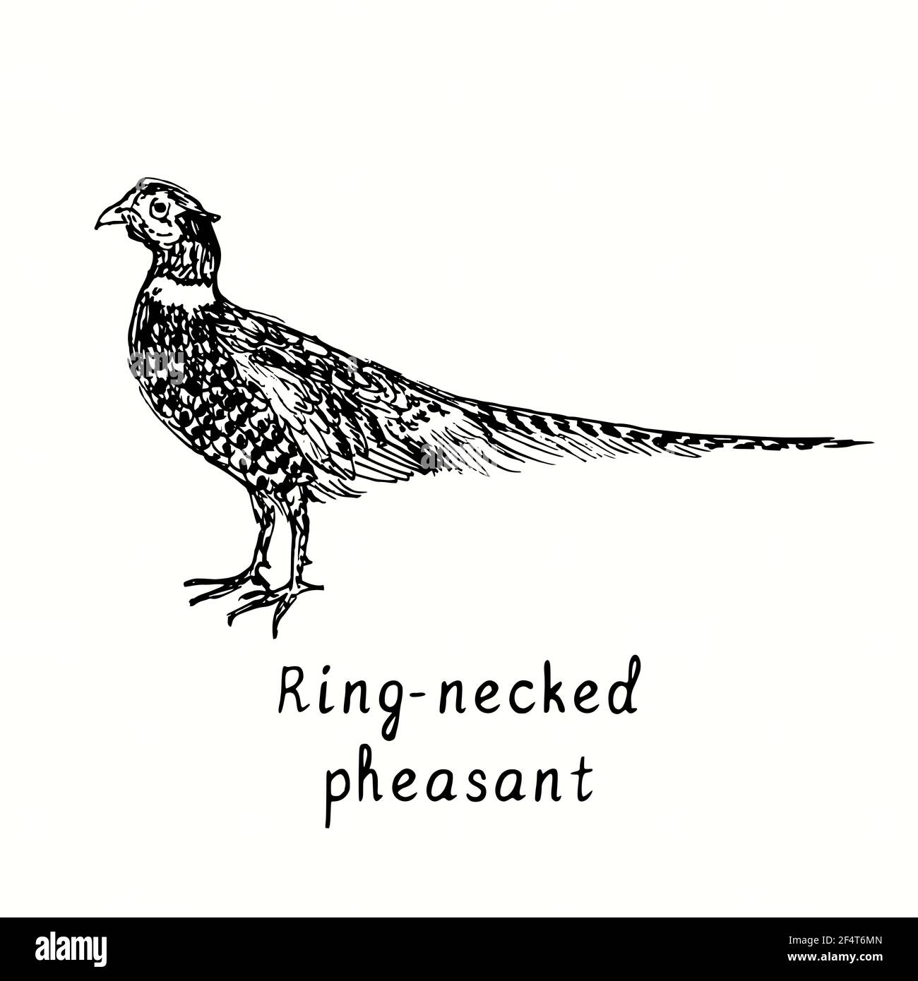 Ring-necked pheasant rooster side view. Ink black and white doodle ...