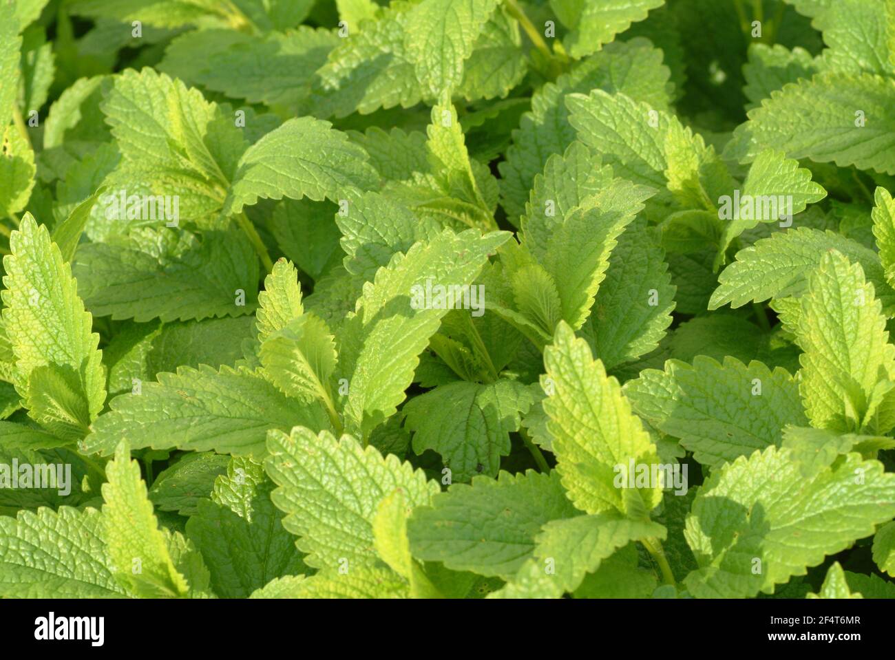 Lemon balm, Melissa officinalis, Labiates family, the foliage leaves ...