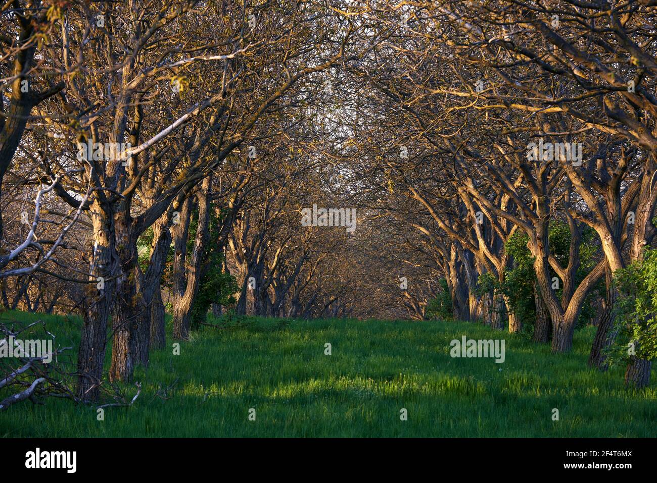 Walnut plantation hi-res stock photography and images - Alamy