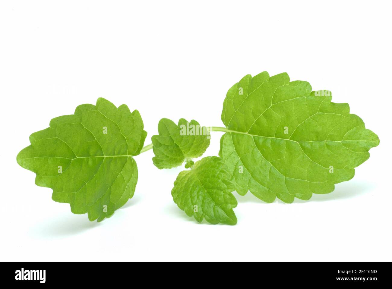 Lemon balm, Melissa officinalis, Labiates family, the foliage leaves ...