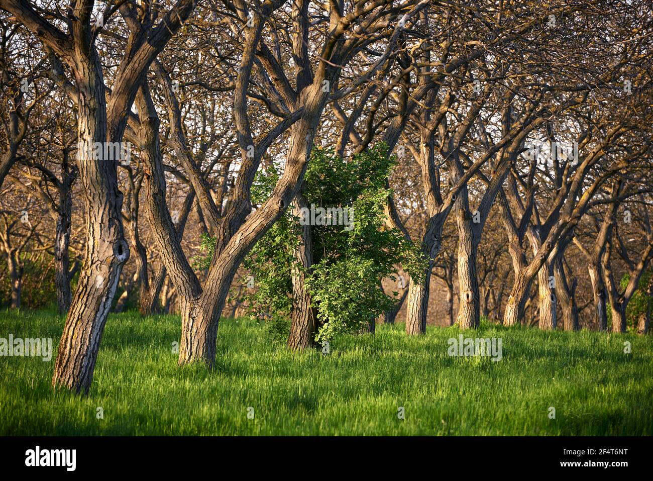 Walnut tree plantation in spring hi-res stock photography and images ...