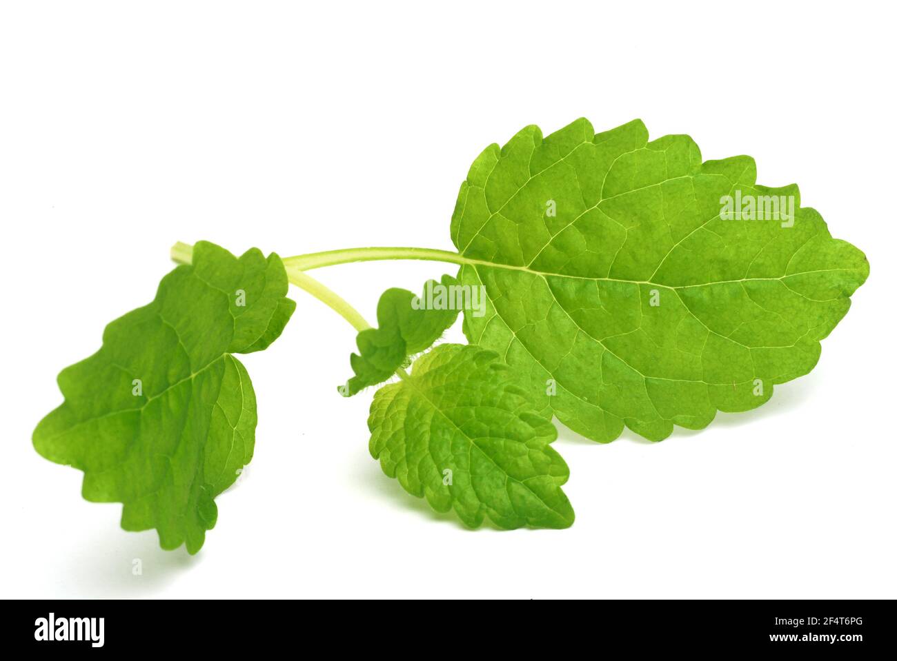 Melissa folium hi-res stock photography and images - Alamy