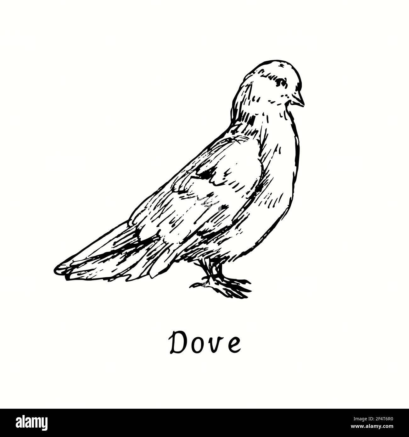 Dove standing side view. Ink black and white doodle drawing in woodcut ...