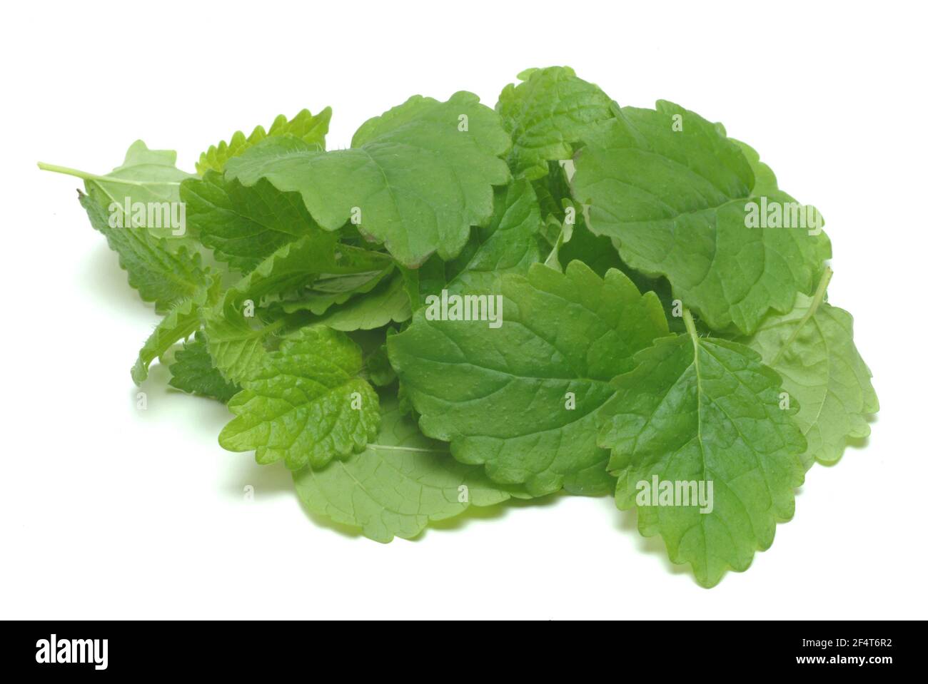 Lemon balm, Melissa officinalis, Labiates family, the foliage leaves ...