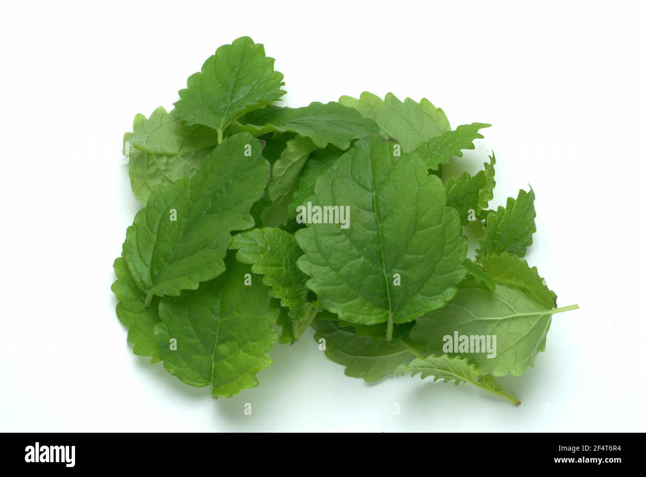 Lemon balm, Melissa officinalis, Labiates family, the foliage leaves ...