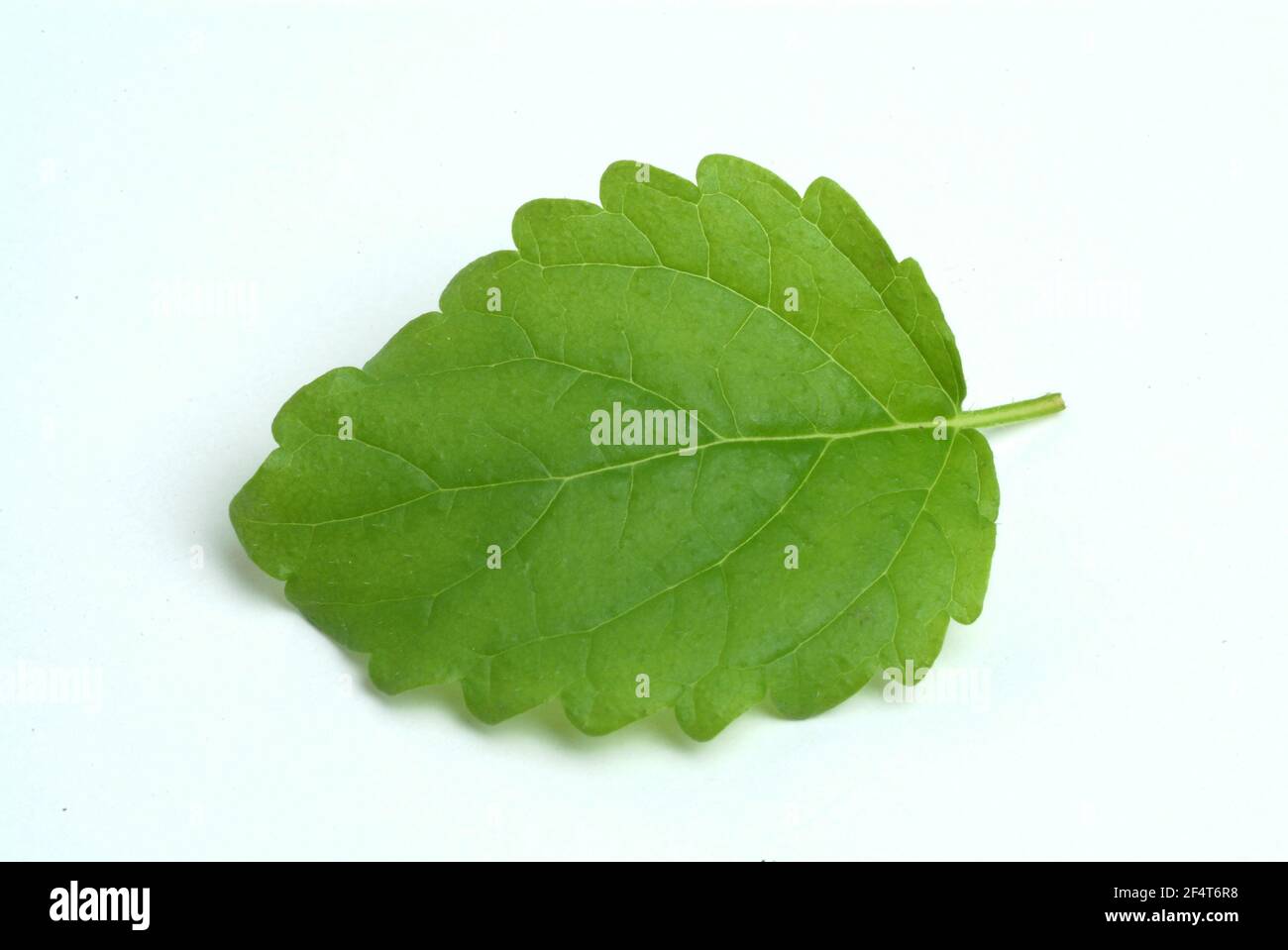 Lemon balm, Melissa officinalis, Labiates family, the foliage leaves ...