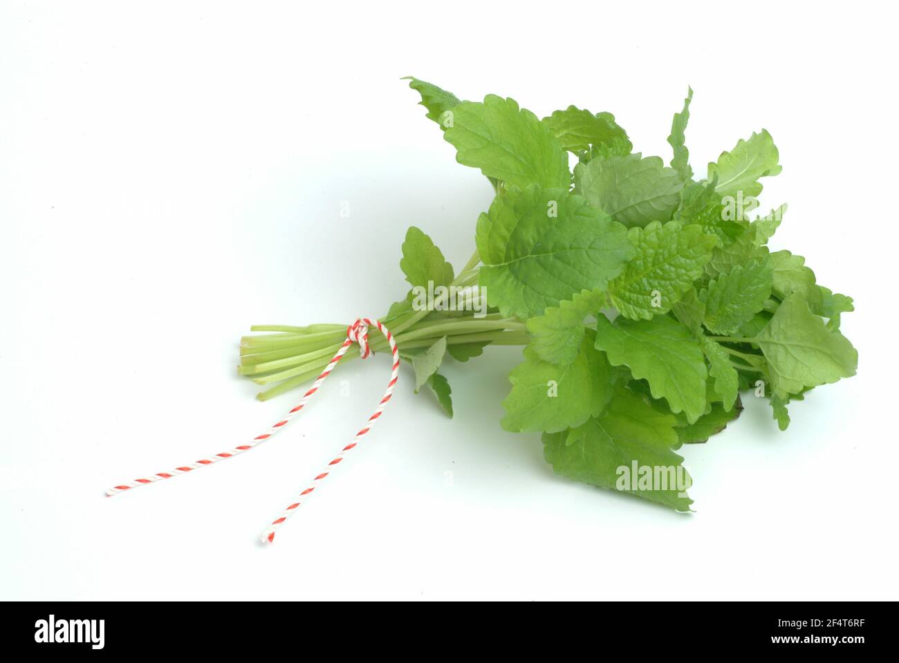 Melissa folium hi-res stock photography and images - Alamy