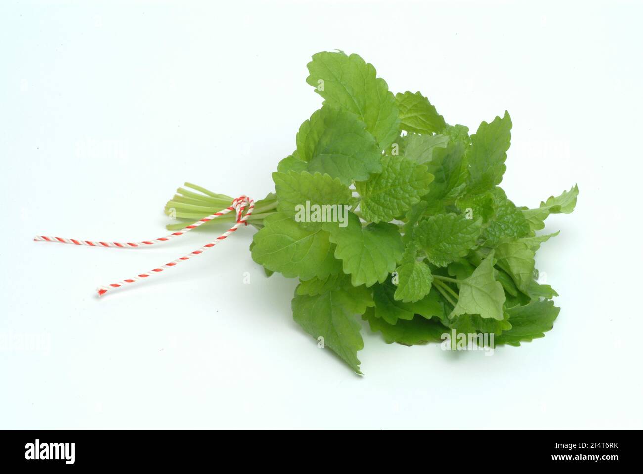 Lemon balm, Melissa officinalis, Labiates family, the foliage leaves ...