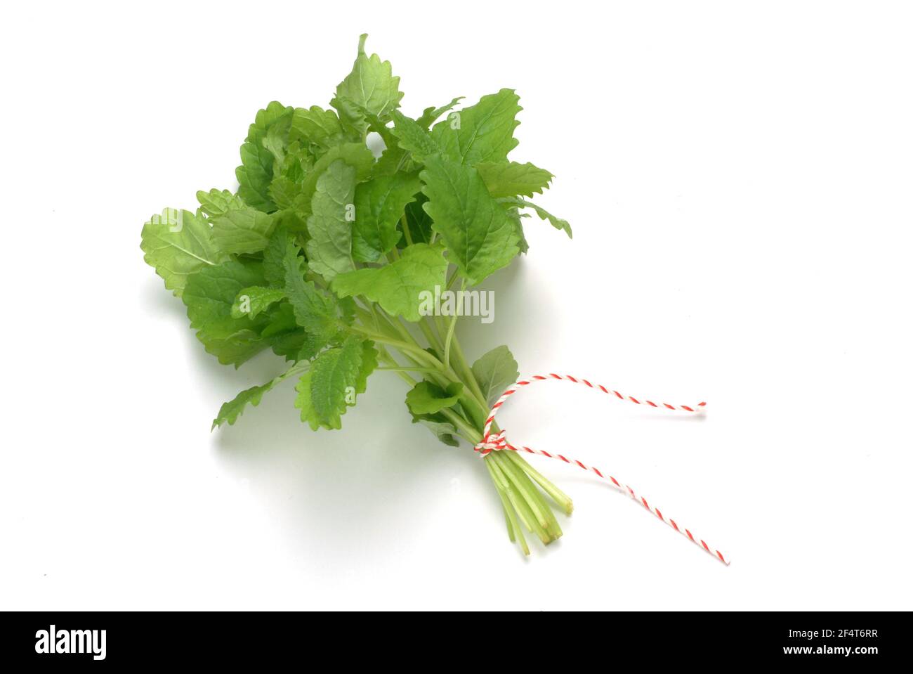 Lemon balm, Melissa officinalis, Labiates family, the foliage leaves ...