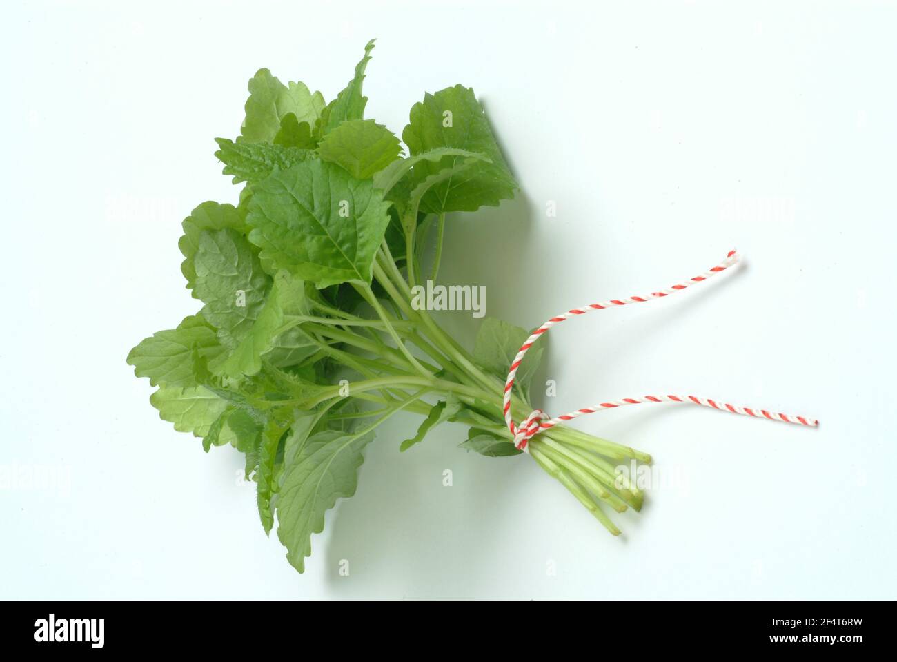 Lemon balm, Melissa officinalis, Labiates family, the foliage leaves ...