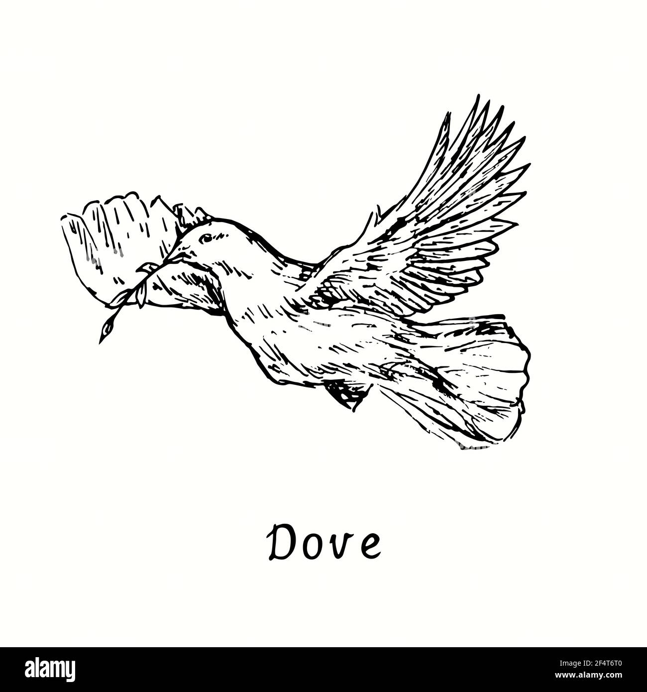 Dove Flying Away Drawing