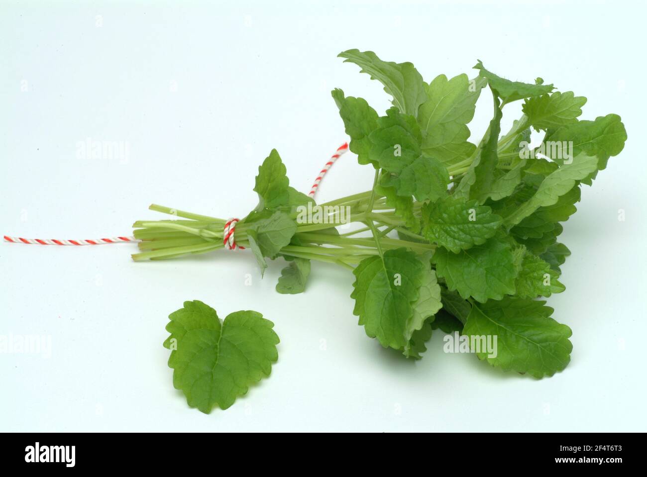 Lemon balm, Melissa officinalis, Labiates family, the foliage leaves ...