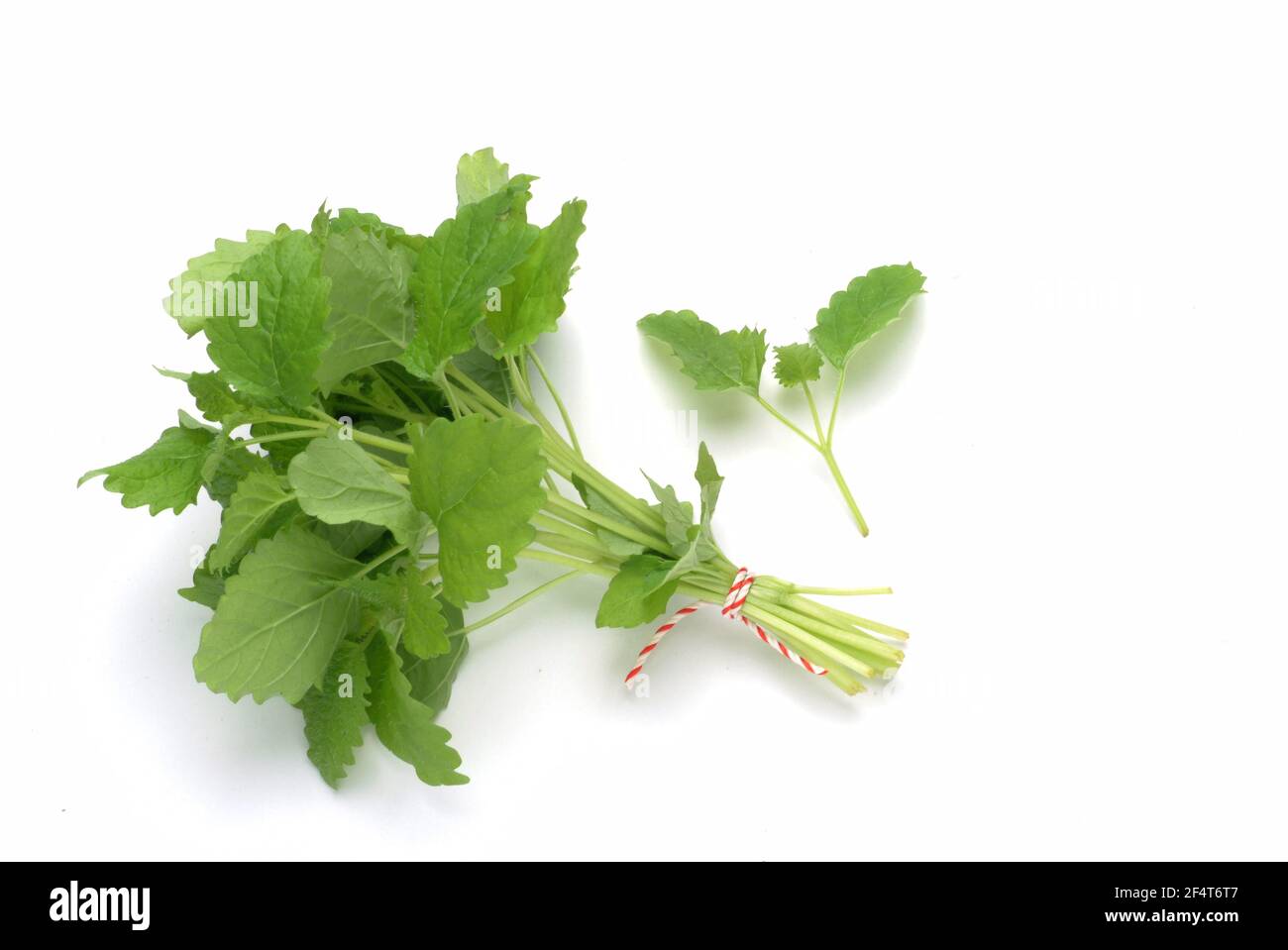 Lemon balm, Melissa officinalis, Labiates family, the foliage leaves ...