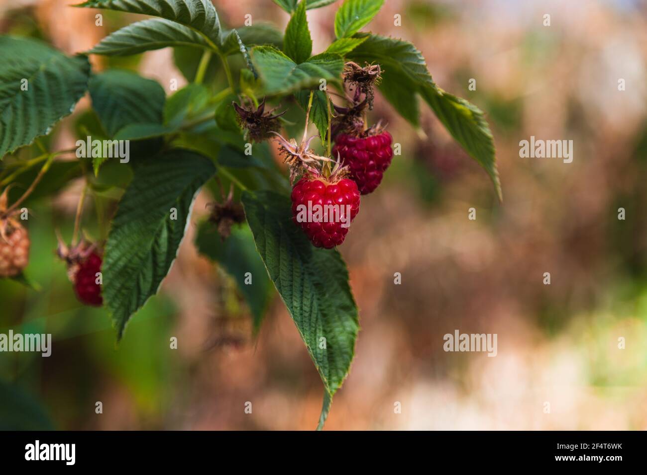 Strawberry and raspberry farm growing in greenhouses Stock Photo - Alamy