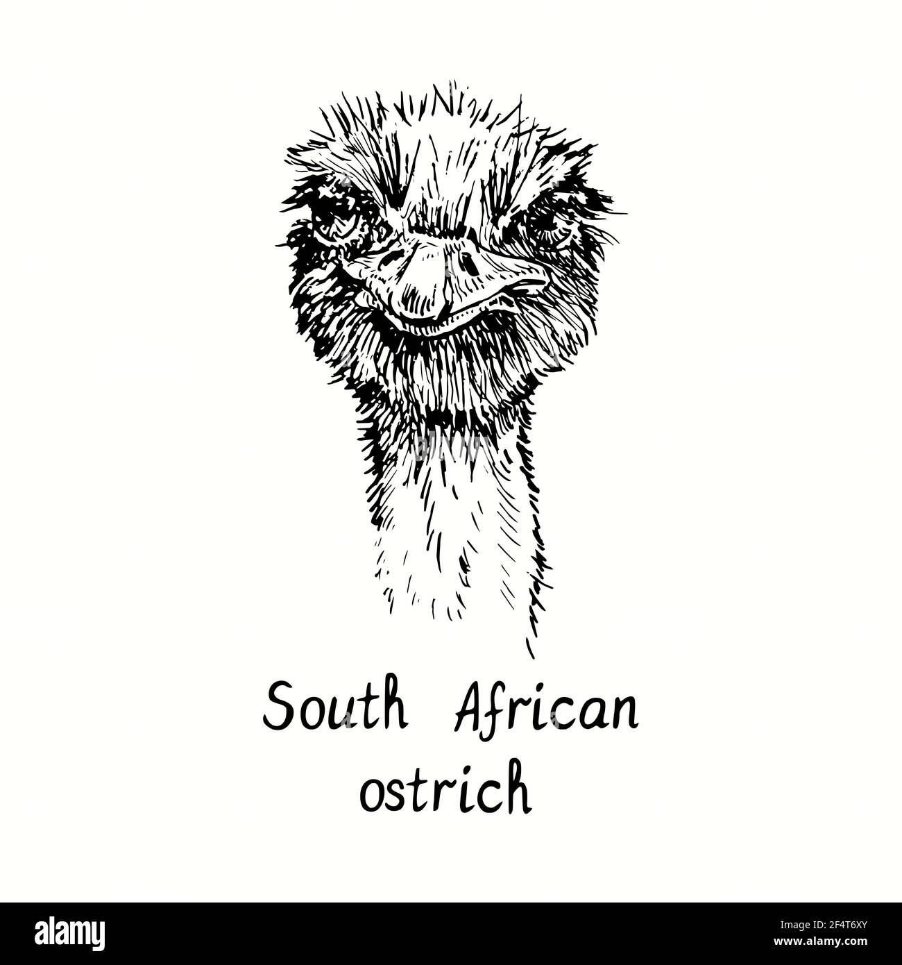 South African ostrich face portrait, front view. Ink black and white ...