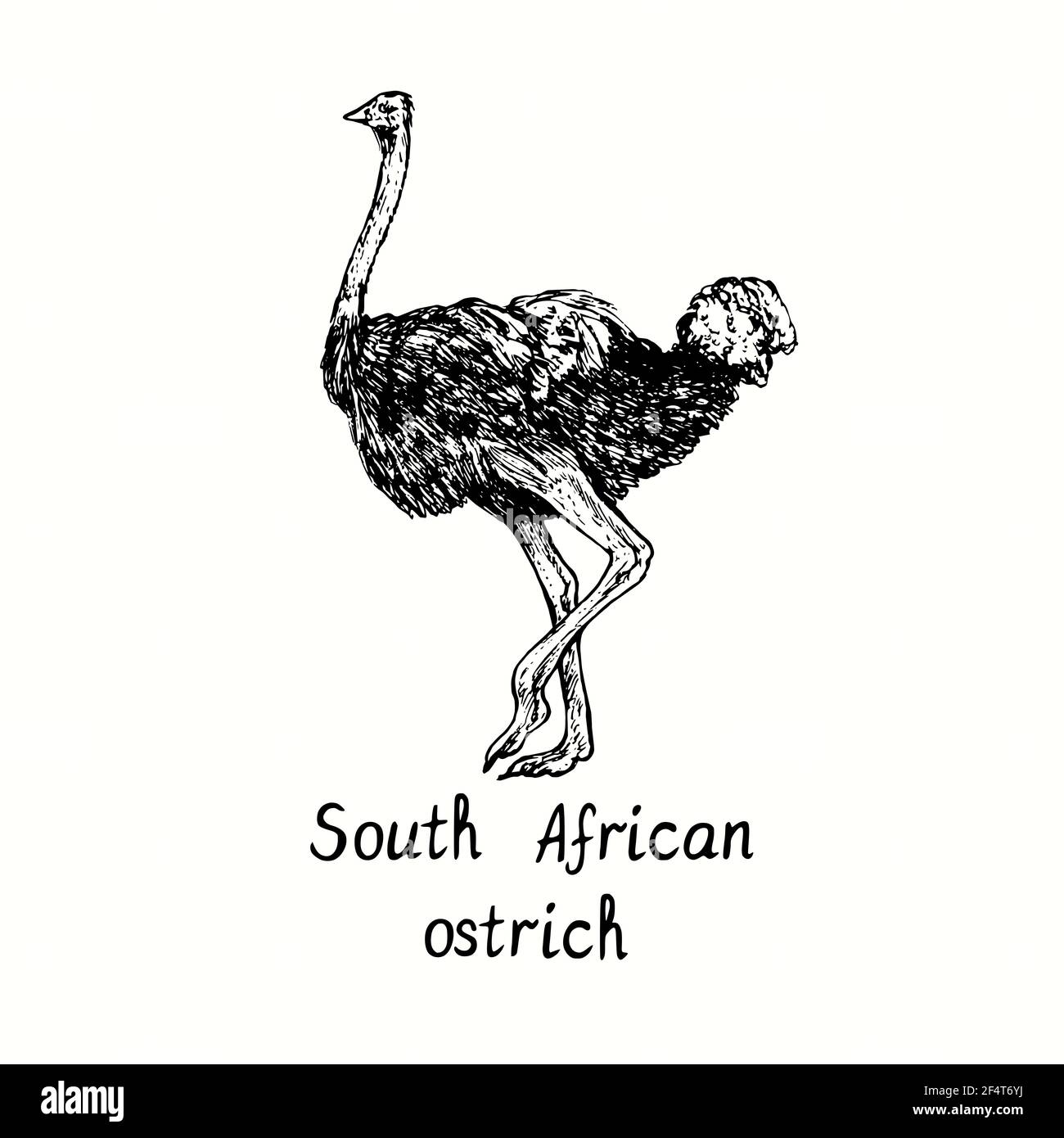 South African ostrich, side view. Ink black and white doodle drawing in ...